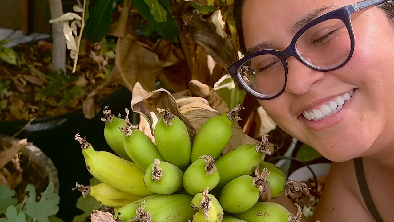 Dear Diary, I Turned My First Ever Banana Rack Harvest Into- 🤤🤌🏽 👩🏽‍🌾🍌 ...