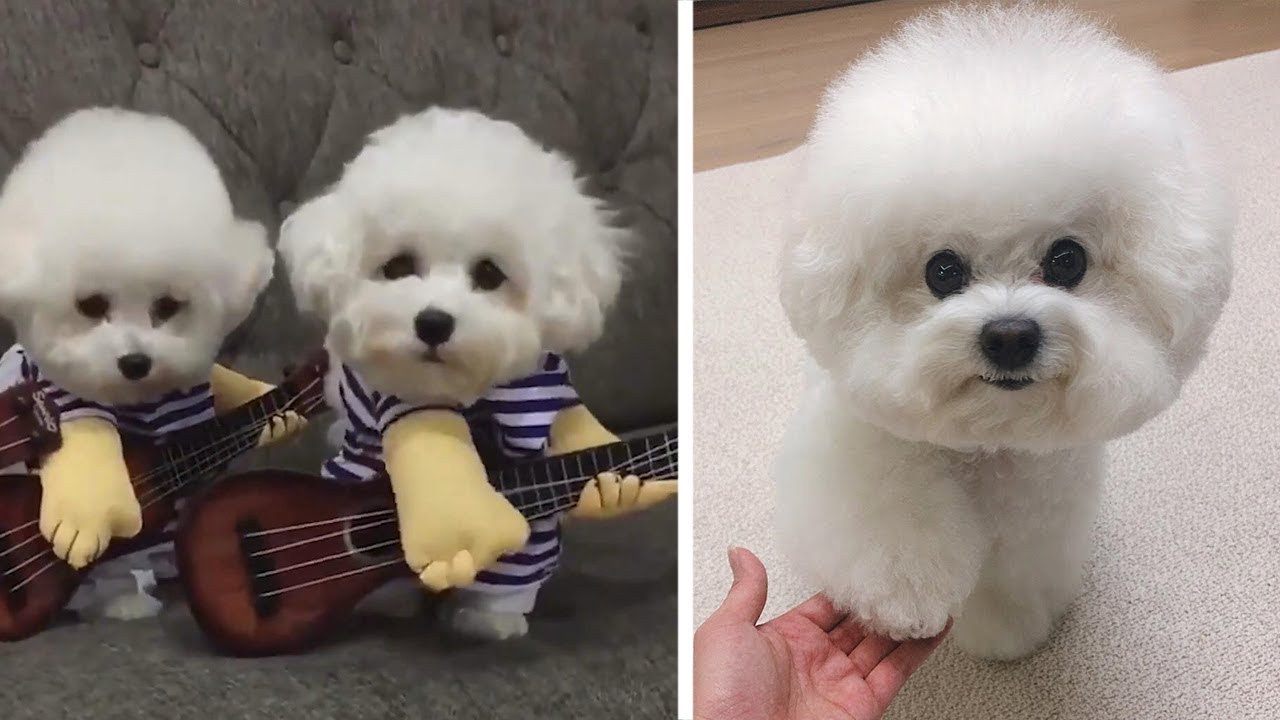 Aww PET 😍 Cute Cat & Dog Compilation #6 | Try Not To Aww - YouTube