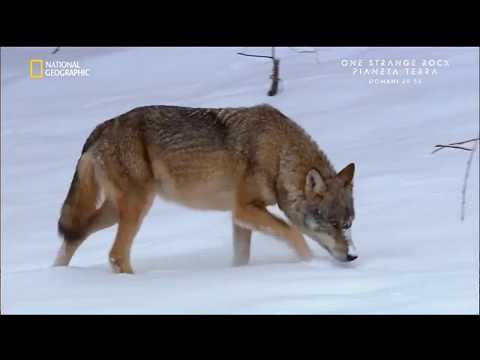 Russia terra selvaggia - Siberia