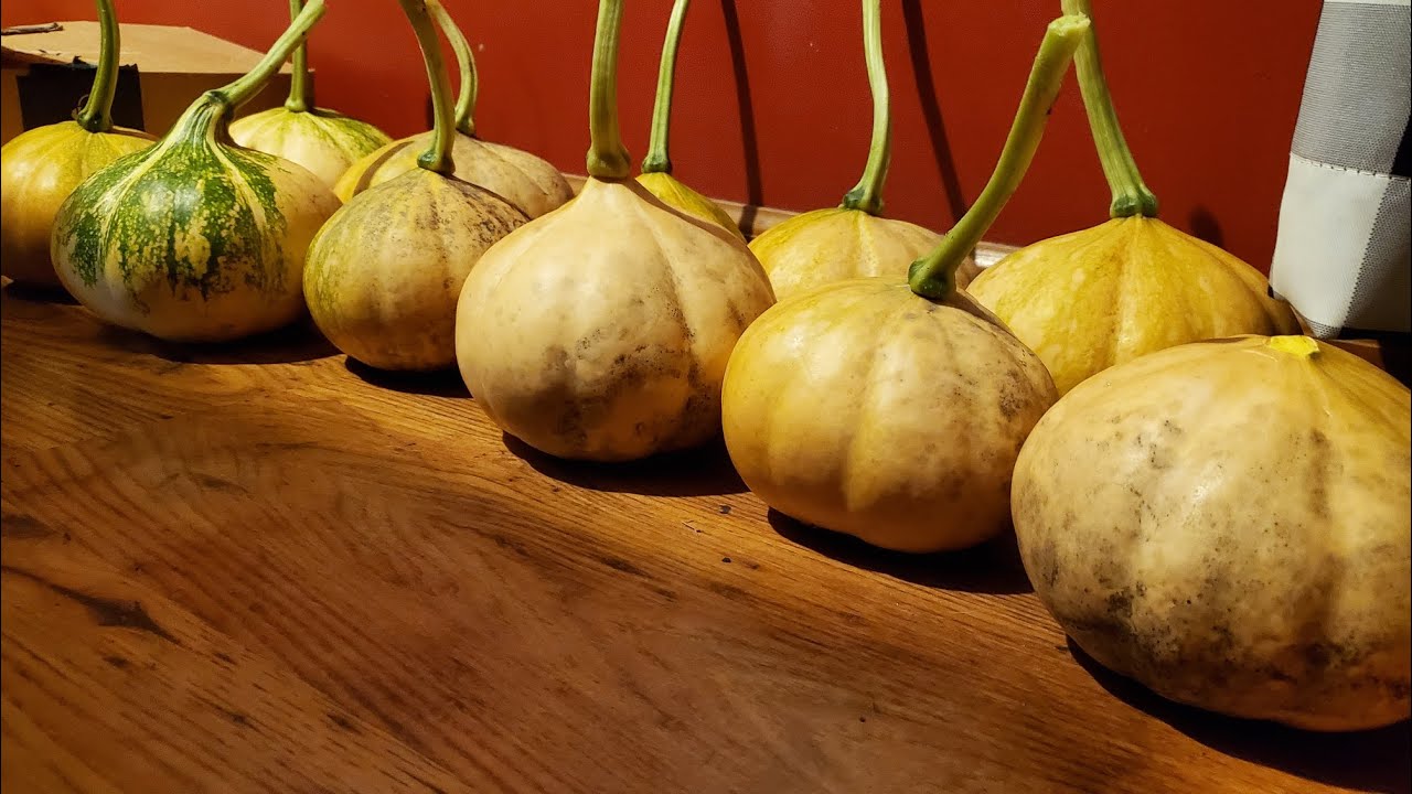 End of Summer Garden|Cherokee Tan Pumpkins - YouTube