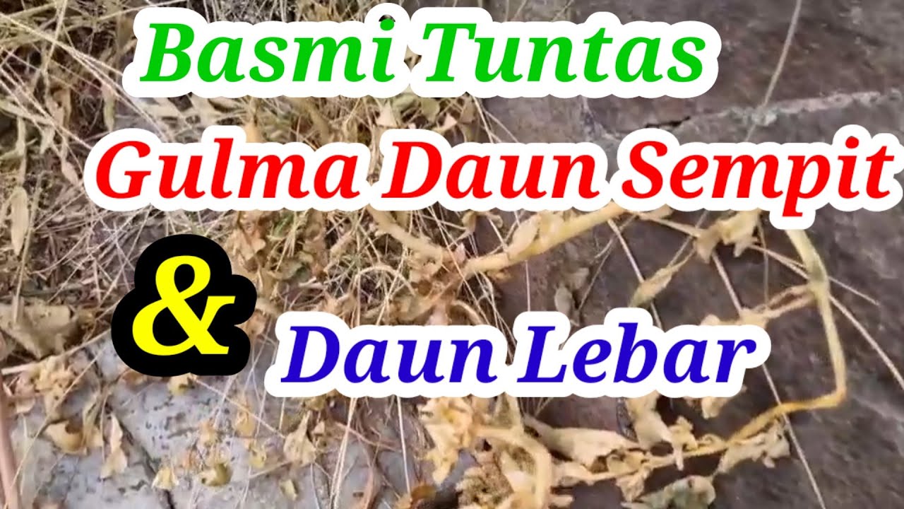 Basmi Gulma Daun Lebar Dan Sempit - YouTube