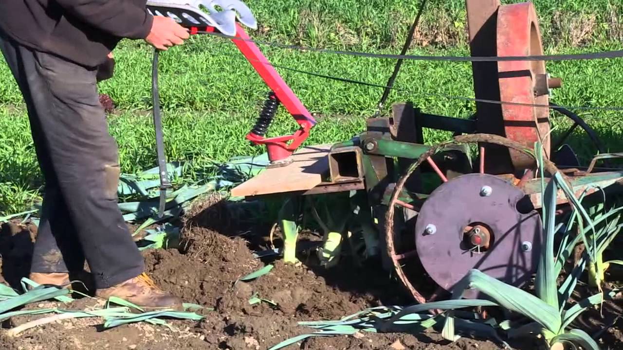 Horse Drawn Vegetable Root Lifter - Harvesting Leeks - YouTube