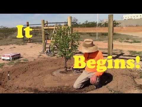 Planting The First Fruit Tree - YouTube