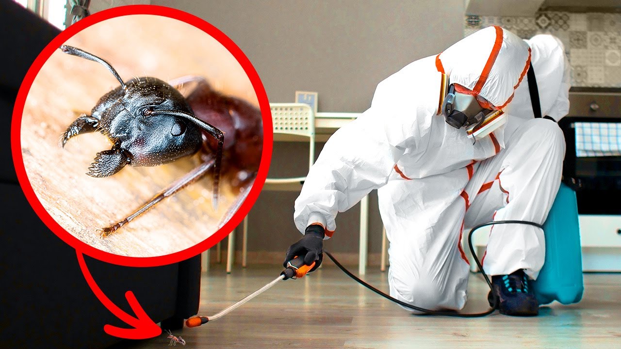 Si ves este bicho en tu hogar, pide ayuda de inmediato - YouTube