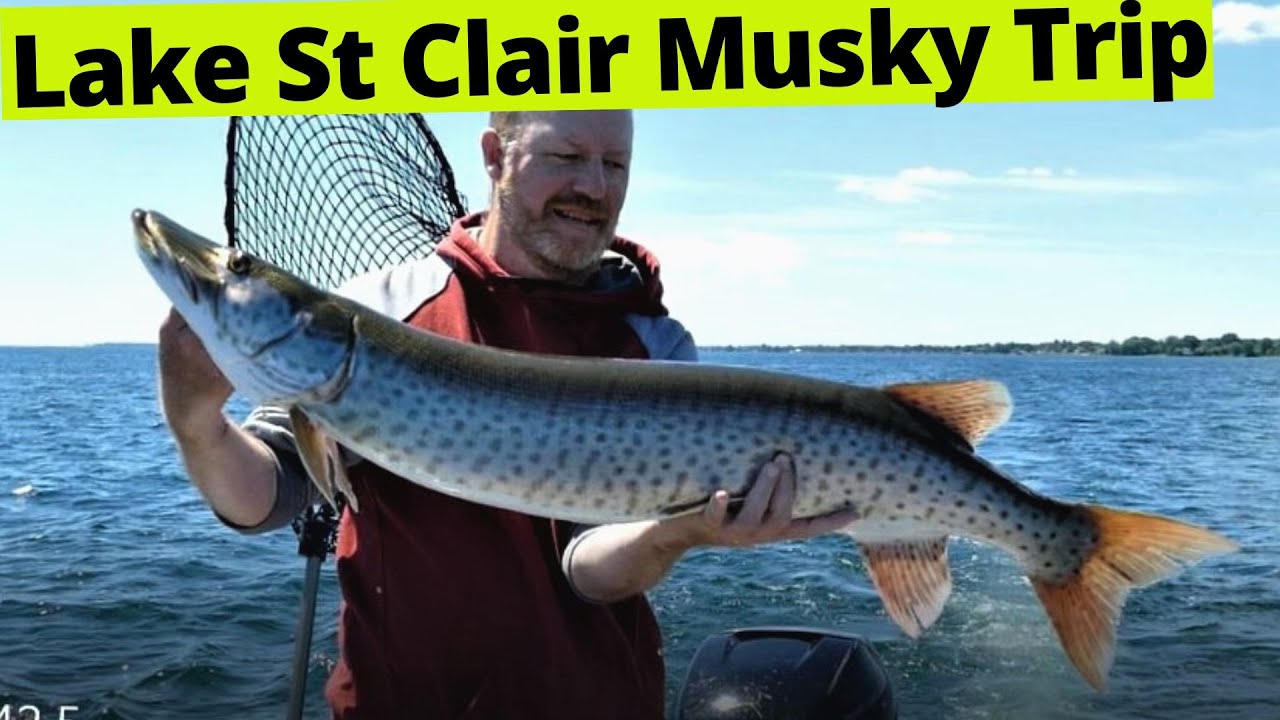 Lake St Clair Musky Trip - Awesome Trolling Action! - YouTube