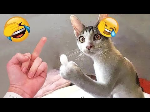 You Laugh You Lose😹Funniest Dogs and Cats 2024😻🐶