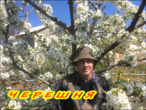 ЧЕРЕШНЯ весной| ВРЕДИТЕЛИ ЧЕРЕШНИ| Органическое земледелие - YouTube