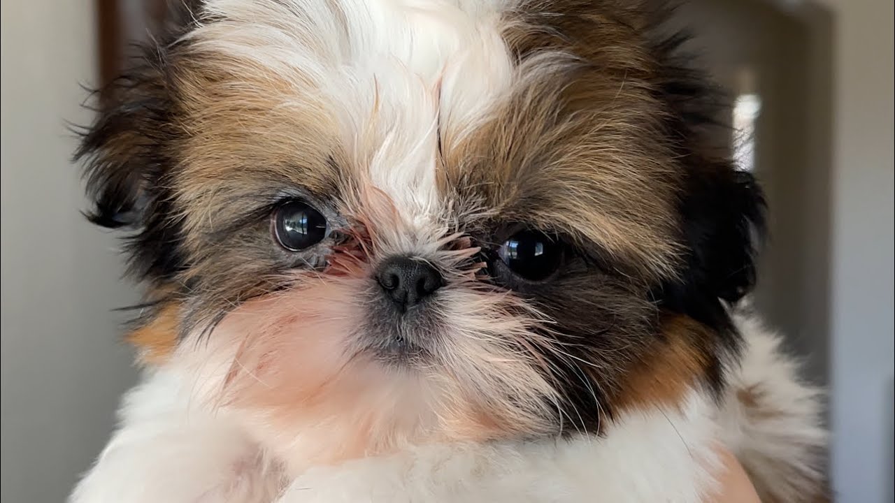 A Beautiful Shih Tzu puppy 🐶 - YouTube