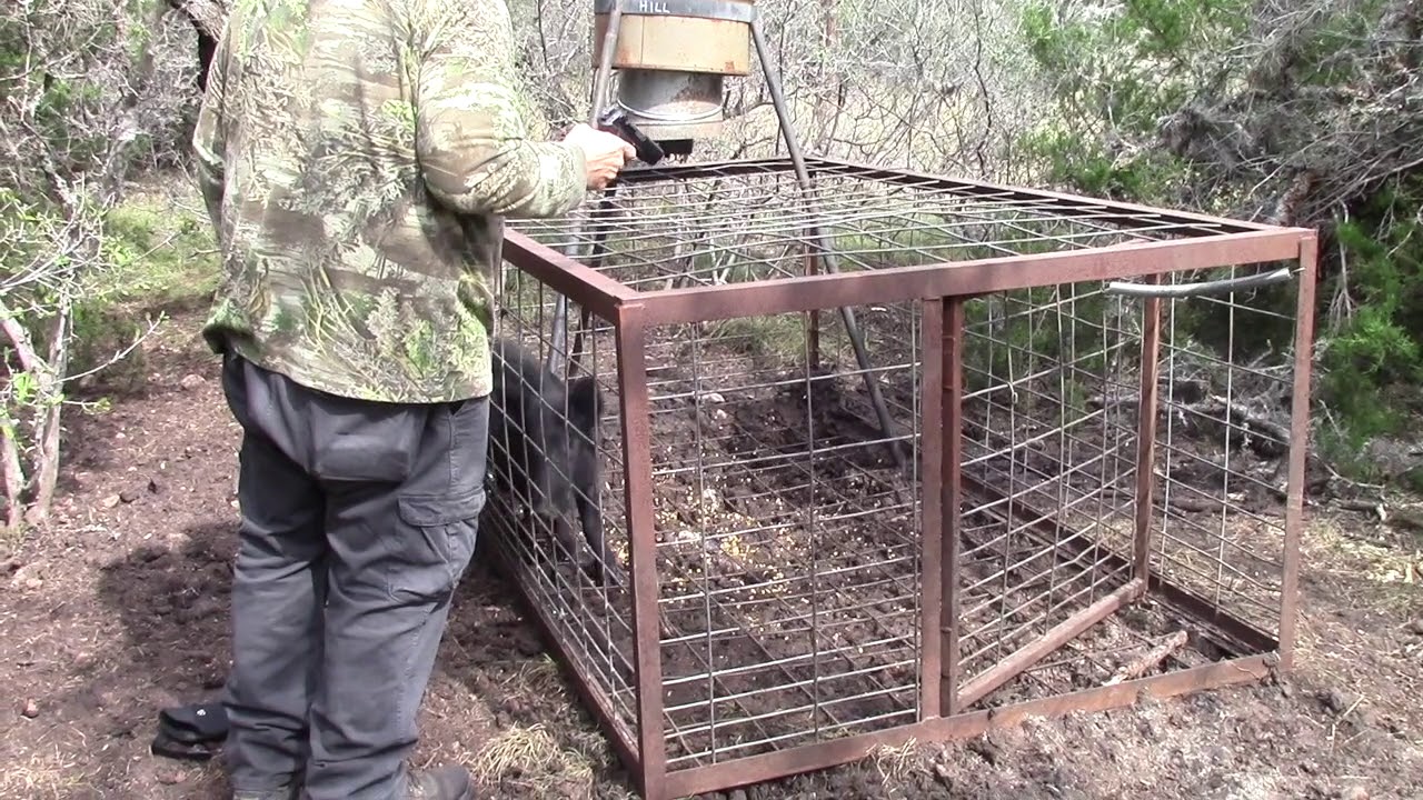 Hog Trap 11-5-18 - YouTube