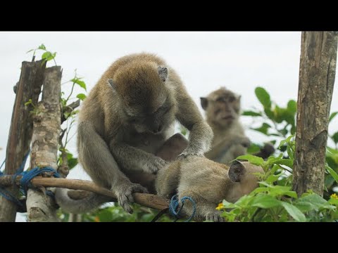 MONKEY AND WOLF - YouTube
