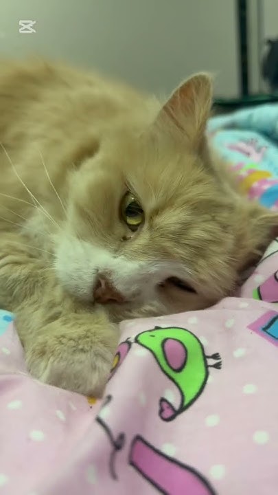 My cat reacts to catnip - YouTube