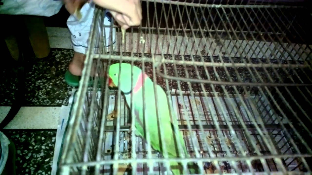Parrot abusing in hindi :p - YouTube