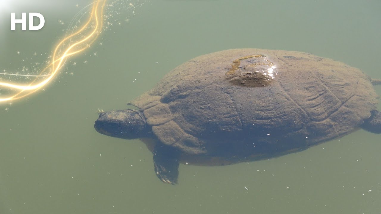 Random Nature Videos - Turtle Swimming | CLOSE UP 1080p - YouTube