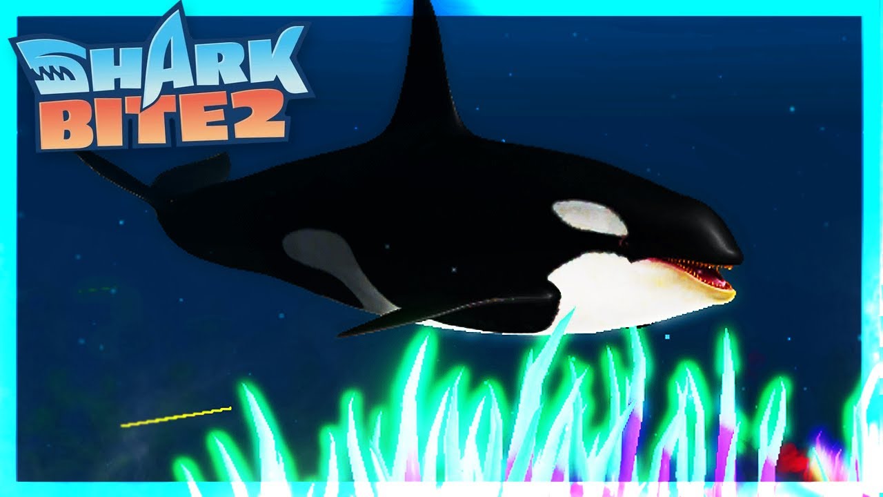 COMPREI a ORCA GIGANTE! ELA É PERFEITA! | ROBLOX Sharkbite 2 - YouTube