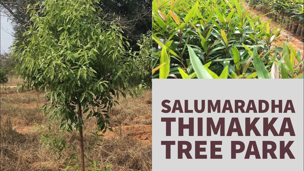 Salumarada Thimmakka Tree Park Tumakuru || ಸಾಲುಮರದ ತಿಮ್ಮಕ್ಕ ವೃಕ್ಷ ...