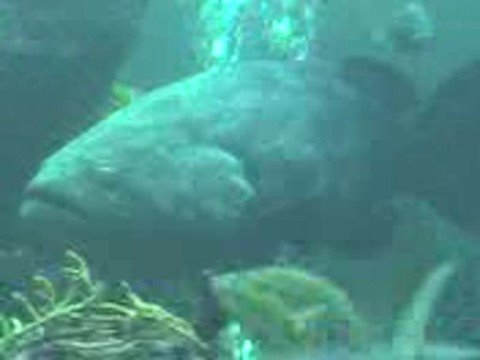 GOLIAT,GUASA O JEW FISH - YouTube