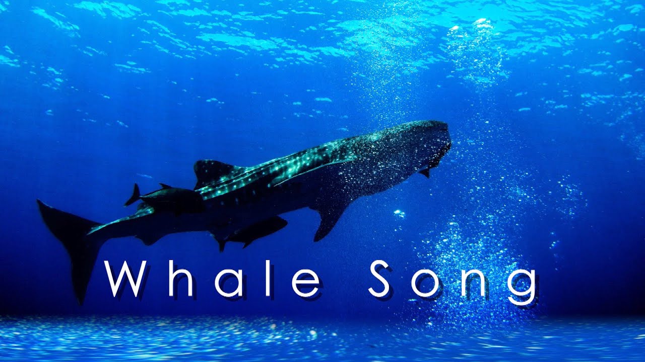 Whale Song | Deep Relaxing, Underwater Ambience, Meditation Music - YouTube
