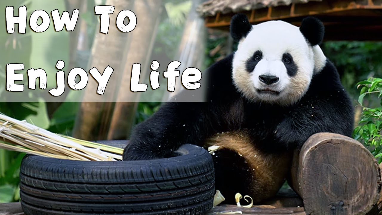 【Panda Billboard】 Episode142 How To Enjoy Life | iPanda - YouTube
