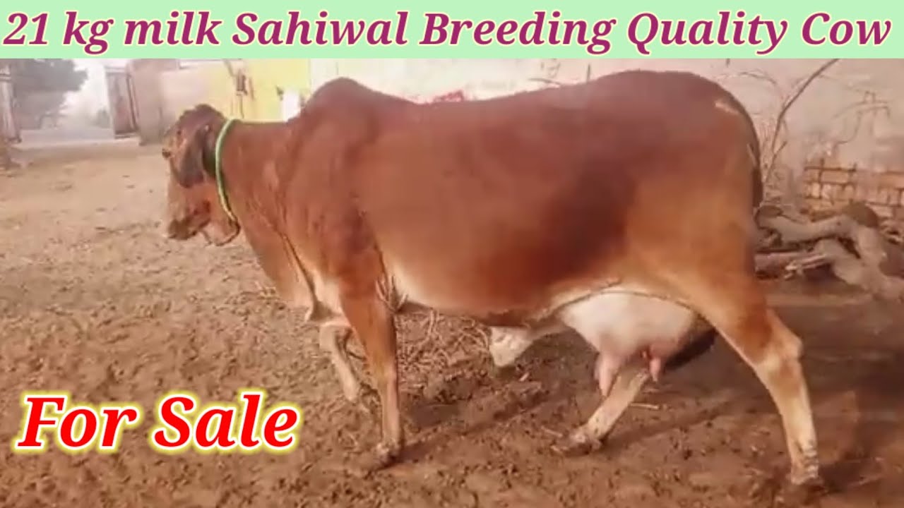 21 kg+milk,Super Sahiwal Breeding Quality Cow, बॉर्डर एरिया वाली शुद्ध ...