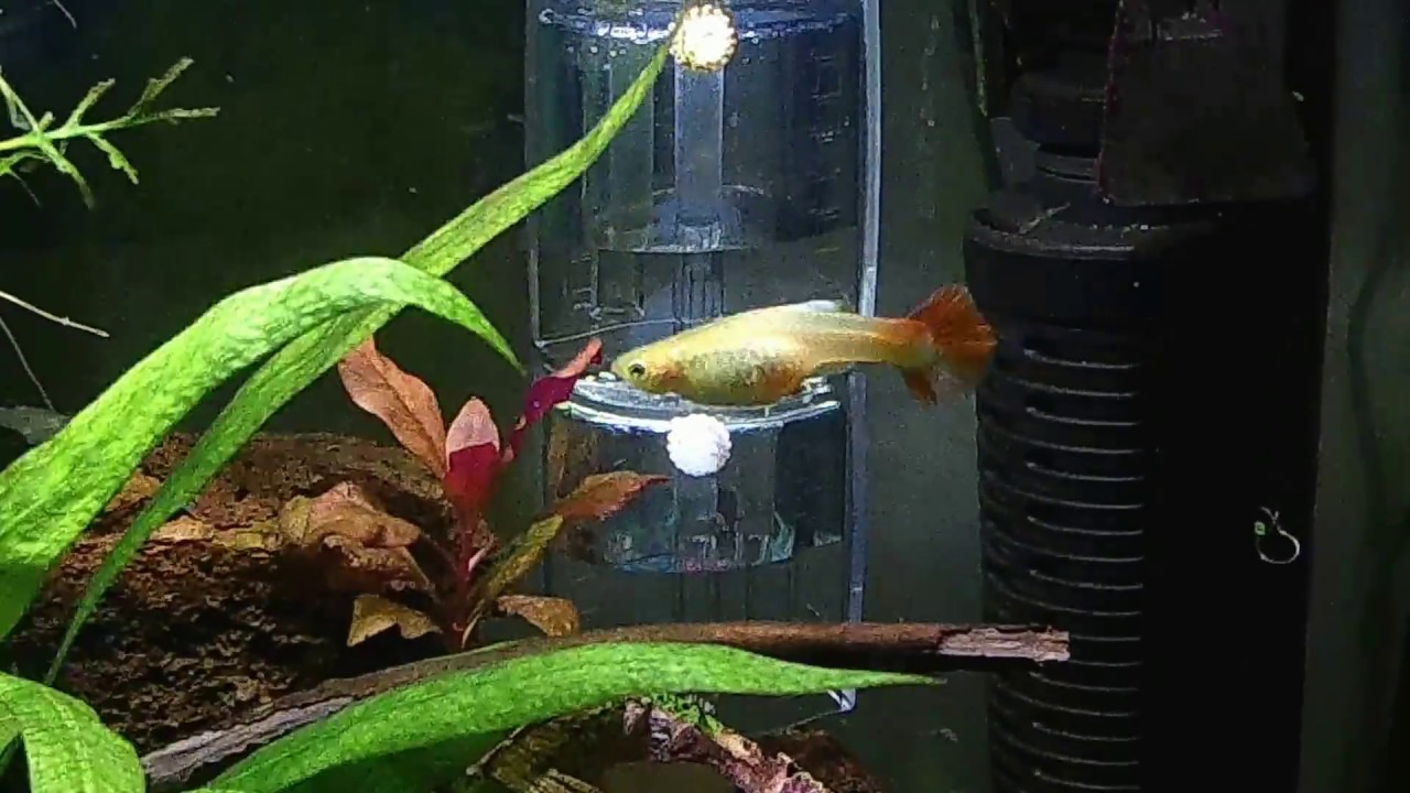 CO2 fluval 20 double chamber diffuser(elapsed time) - YouTube