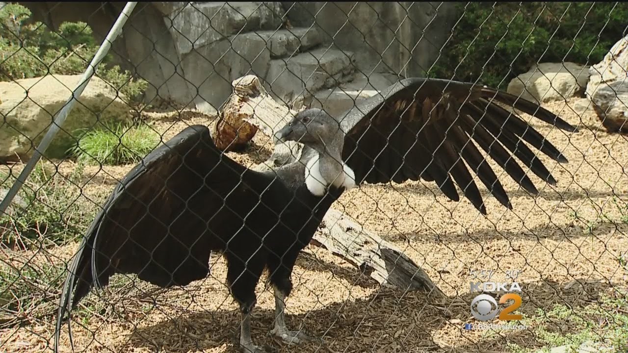 National Aviary Sets Up Web Cam In Andean Condor Nest - YouTube