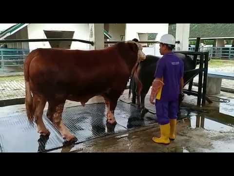 Proses pengambilan sperma sapi jantan