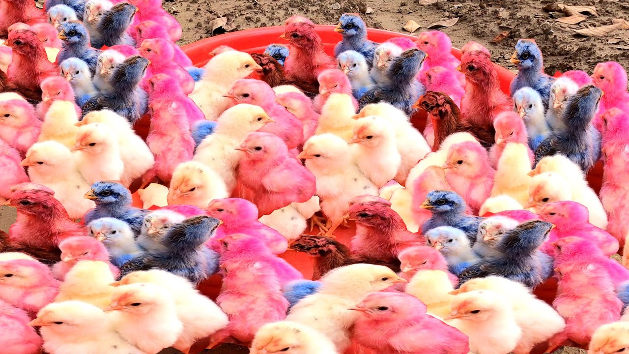 Summary Video Catch Rainbow Chickens, Colorful Chickens, Cute Chickens ...