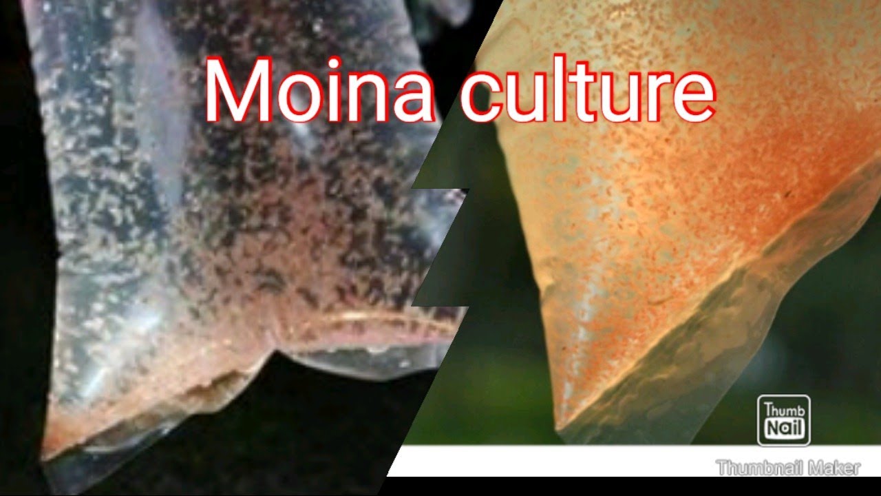 moina culture kannada for moina contact me at whatsapp7899433166 - YouTube