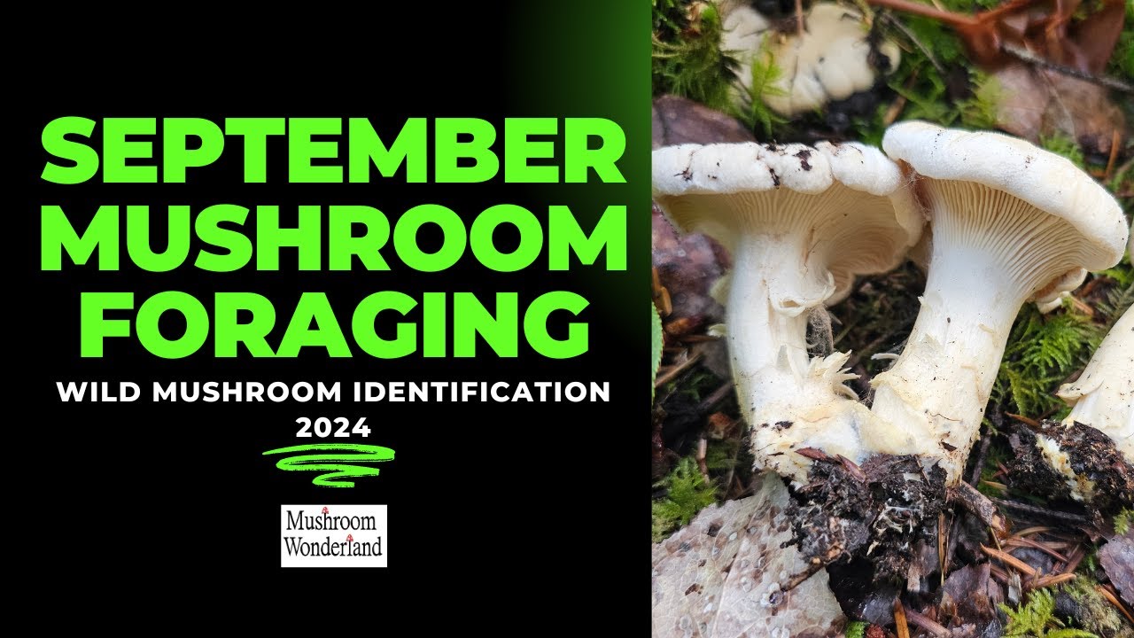 September Wild Mushroom Foraging 24 - YouTube