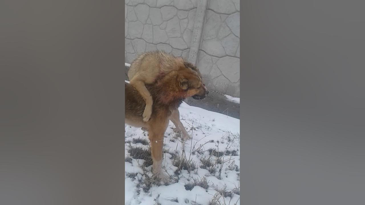 Ит тобелес - YouTube