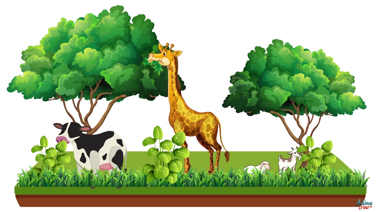 What Do Animal Eat | Animated Explainer Video By Animacrew - YouTube