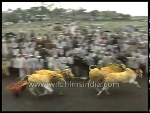 Maharashtra's annual Bail Gadi Shariat - YouTube