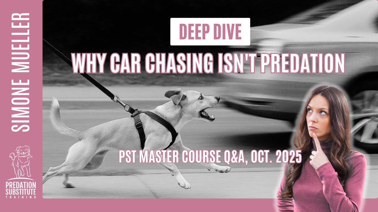 Deep Dive: Why Car Chasing Is Not Predation - YouTube