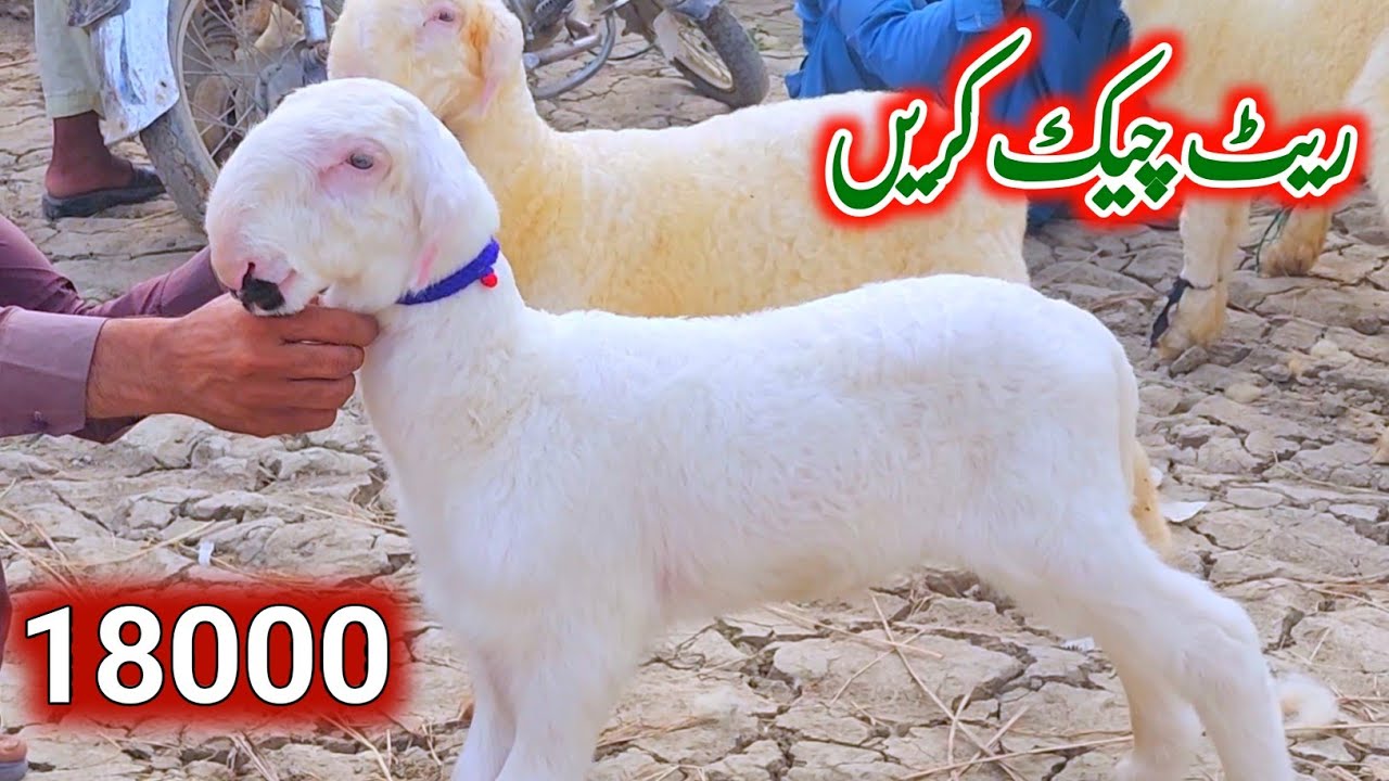 Nari farm mandi || mundra goat farm 29 September 2024 - YouTube