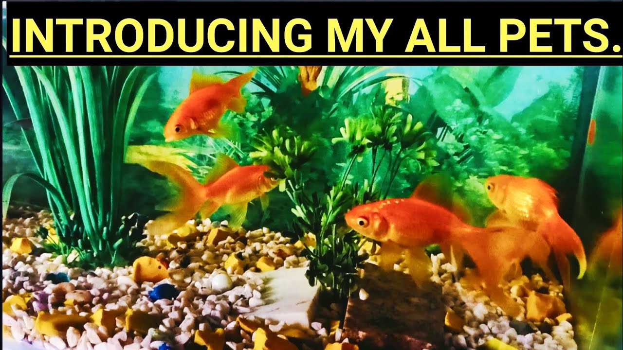 || ALL OF MY PETS IN ONE VIDEO|| - YouTube