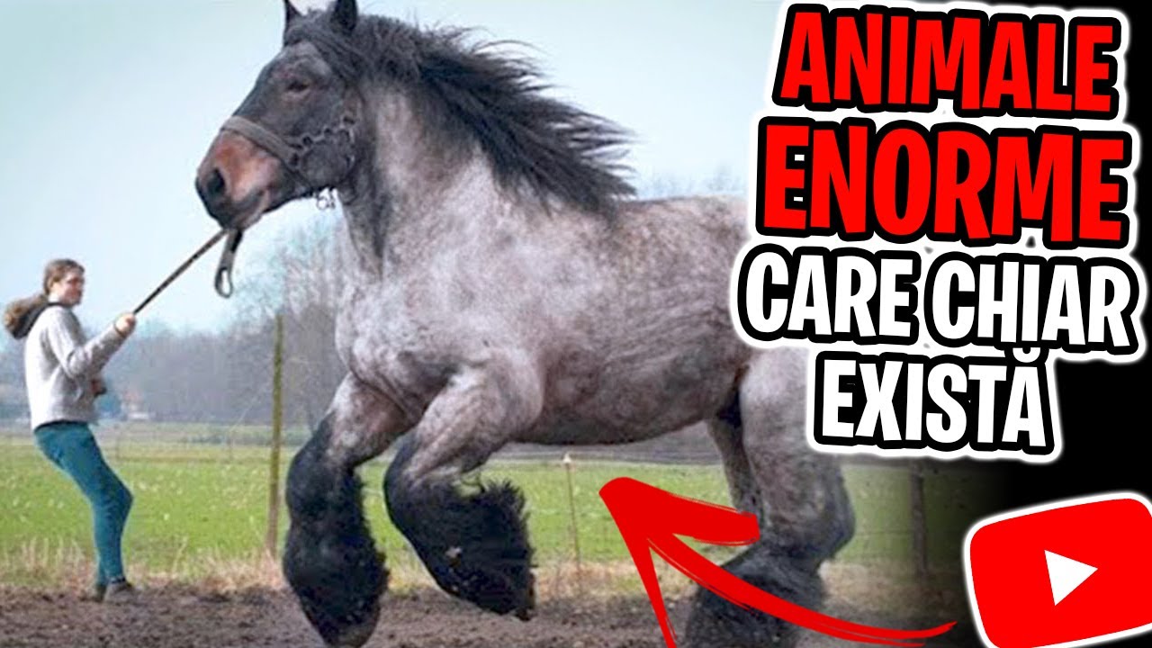 12 Animale Anormal De Uriase Care Chiar Exista - YouTube