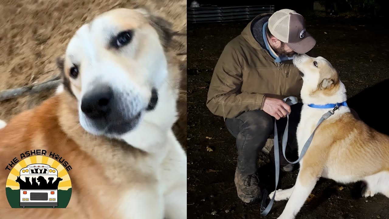 Rescue night! I've never met a dog as unique as Carter before | The Asher House - YouTube