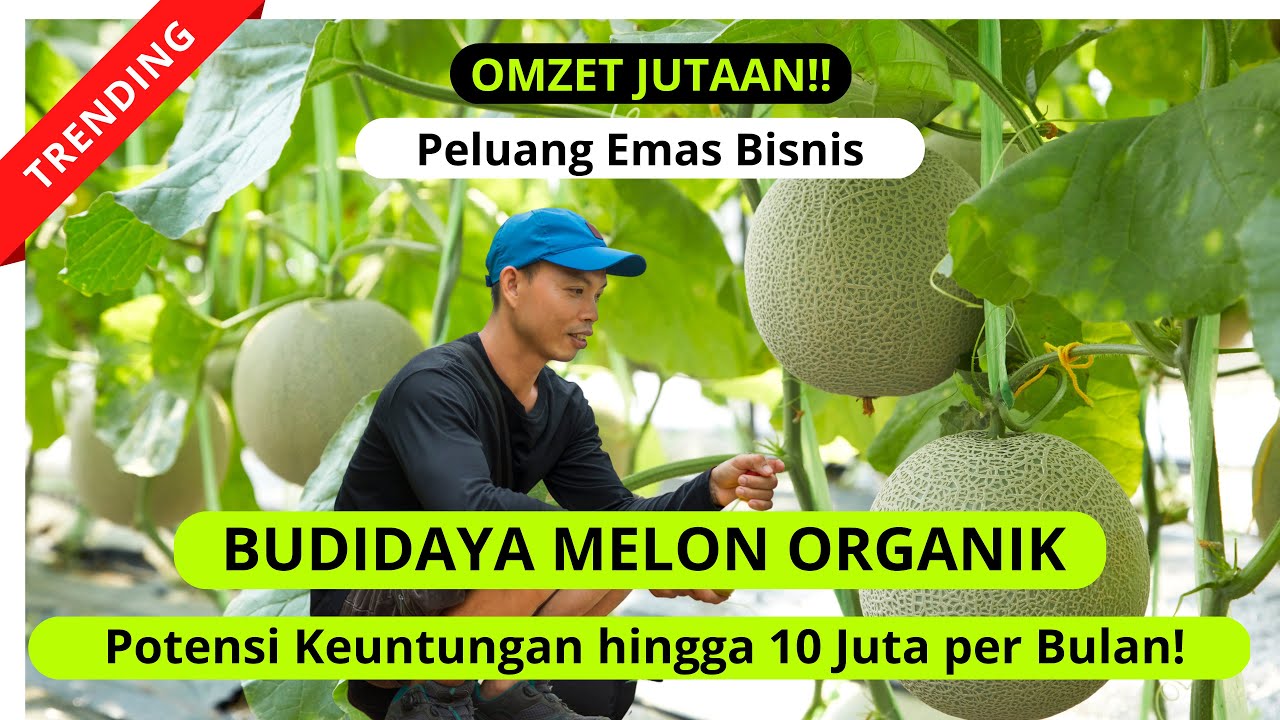 Budidaya Melon Organik: Peluang Emas Bisnis dengan Potensi Keuntungan ...