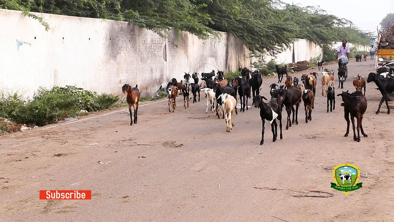 Goat Crowd G.O.A.T | Goat Playing - Top Viral Sheep Video -Sheep and ...