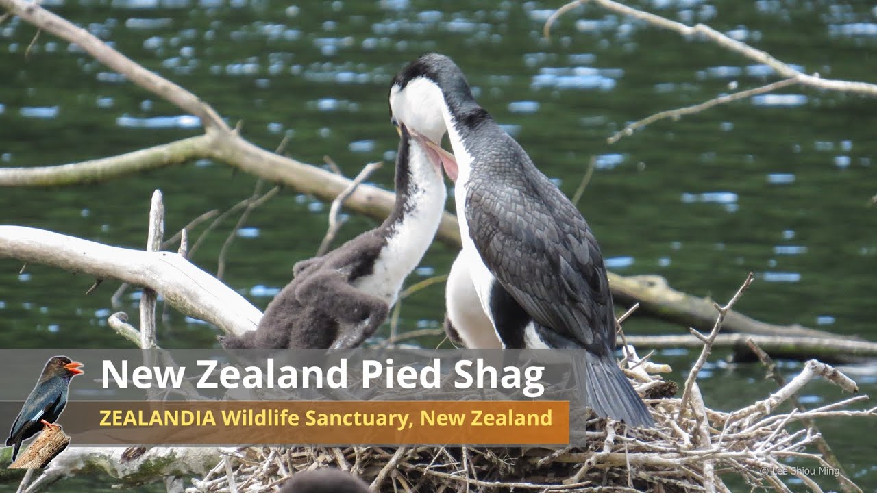 Pied Shag families at ZEALANDIA Wildlife Sanctuary 【New Zealand Birds ...