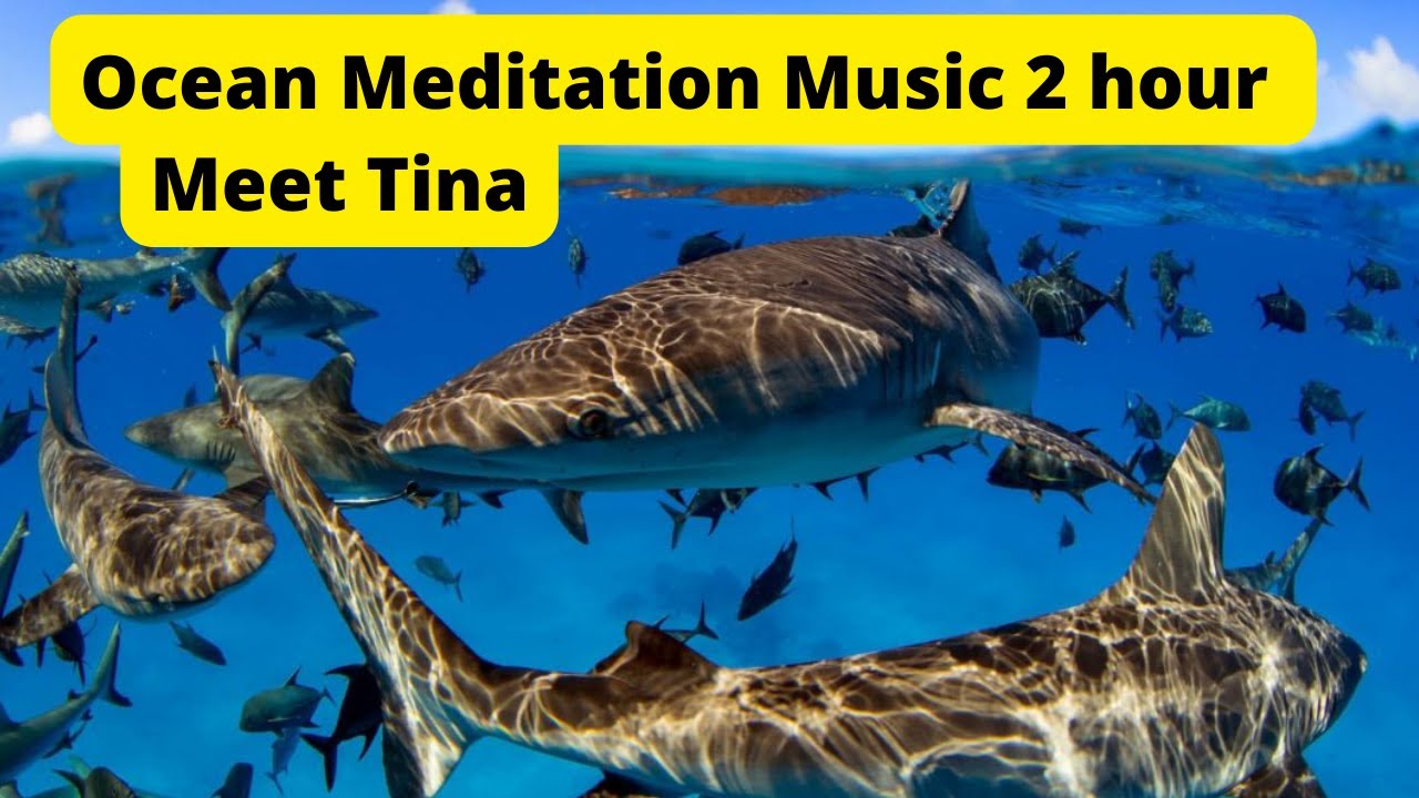 Underwater magical music with Stunningl Marine Life 2 hr, your Giant ...
