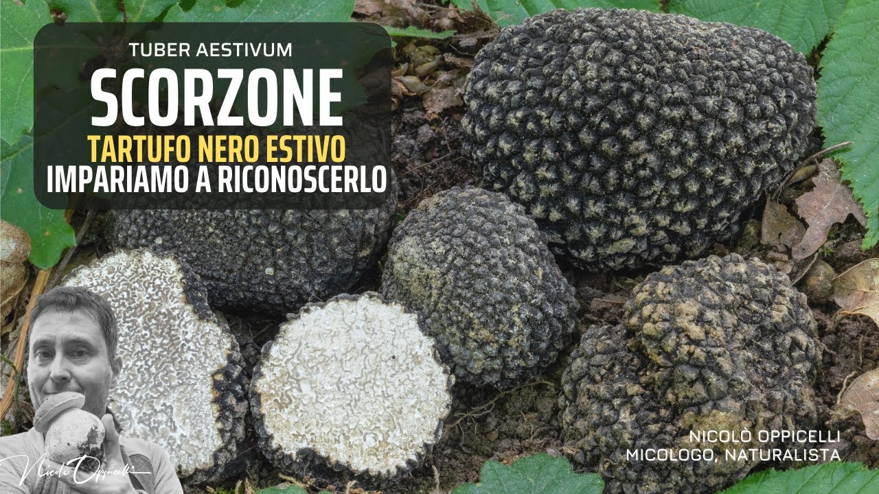 Il tartufo scorzone estivo, Tuber aestivum - YouTube