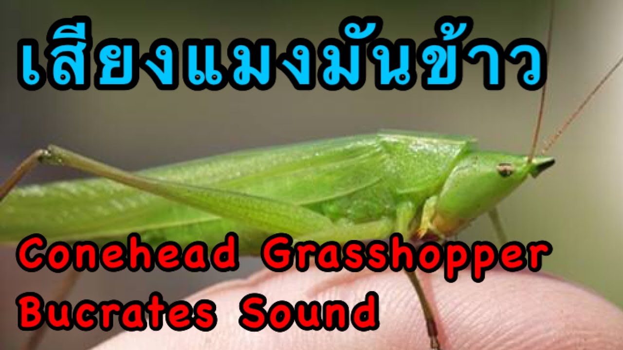 เสียงแมงมันข้าว Conehead Grasshopper Bucrates Sound - YouTube