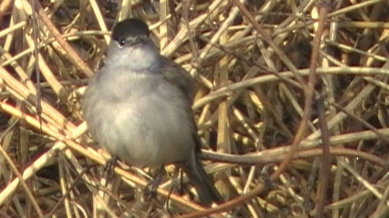 Munkens sang - song of the Blackcap - YouTube