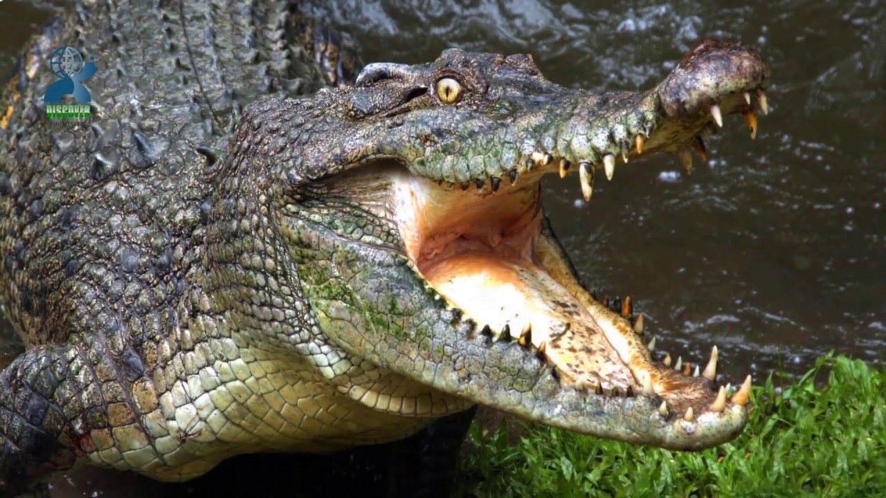 What Will Happen When Frozen Crocodile? 💞 - YouTube