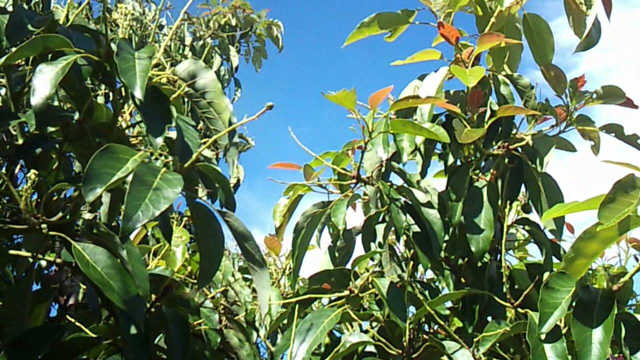 Avocado tree blossoms and developing fruit - YouTube