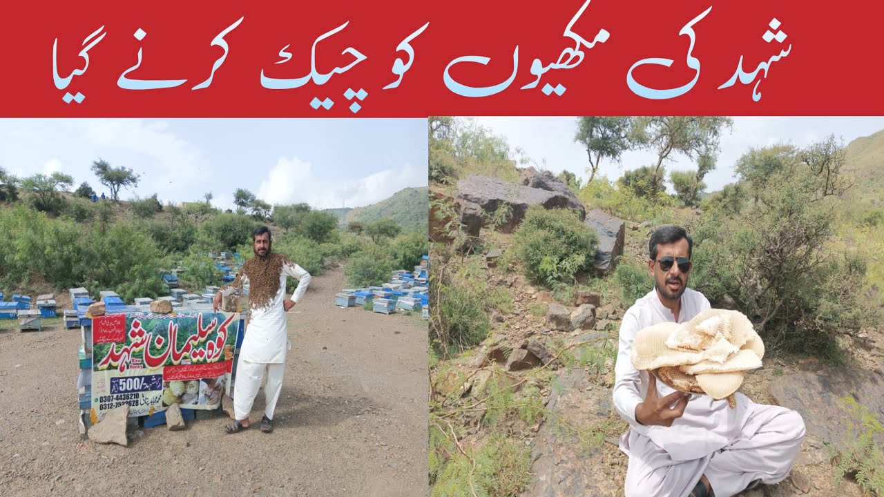 Visite honey bees | pakistani beekeepers - YouTube
