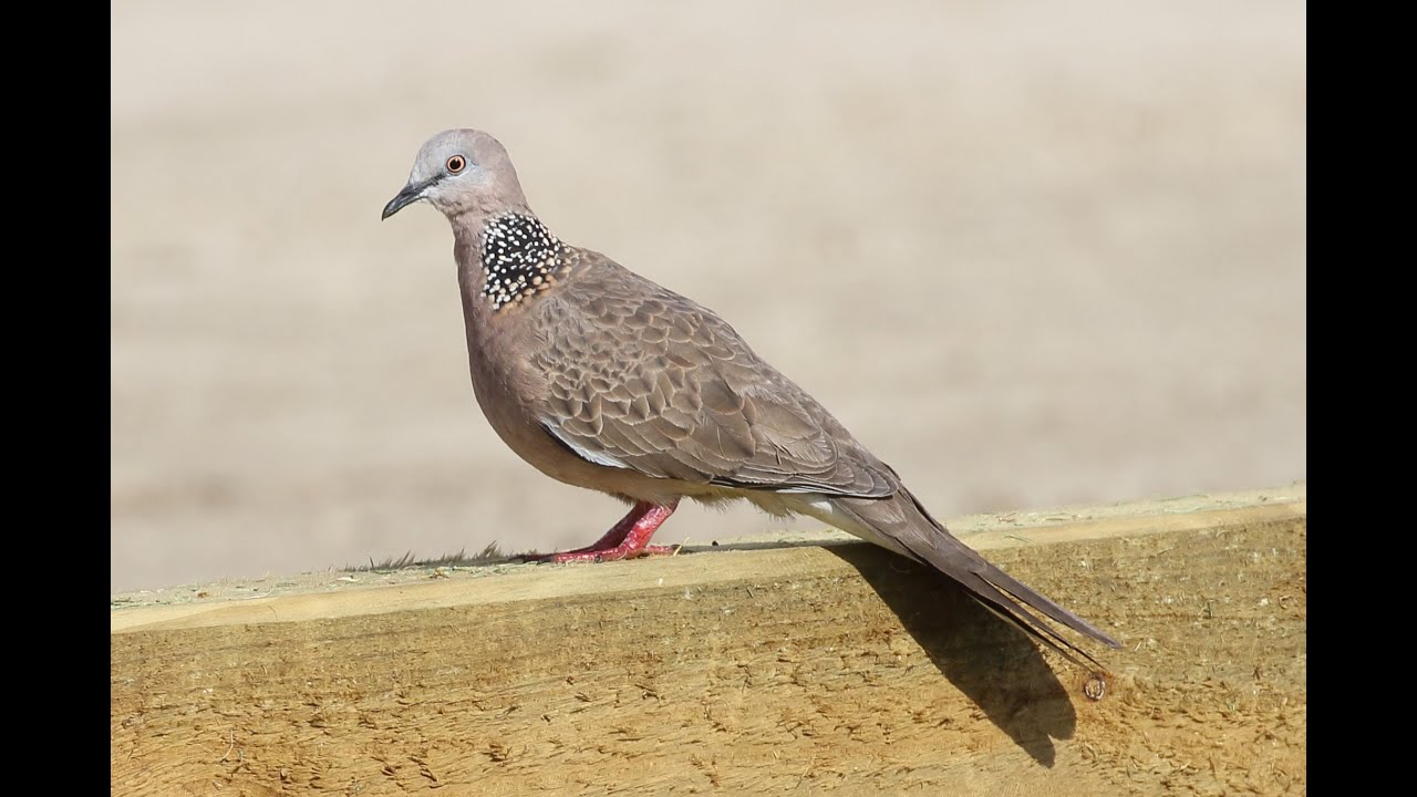 dove farming . - YouTube