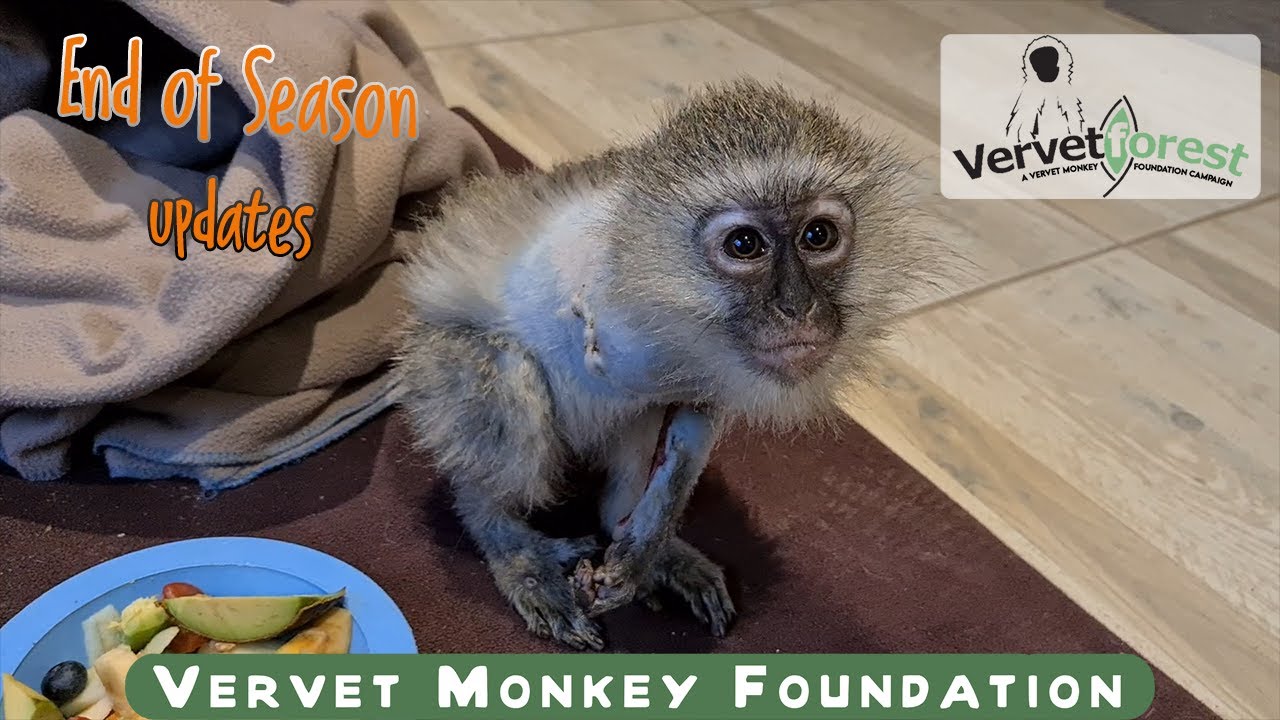 Baby monkey Simian’s mom collects him, injured juvenile monkey arrives ...