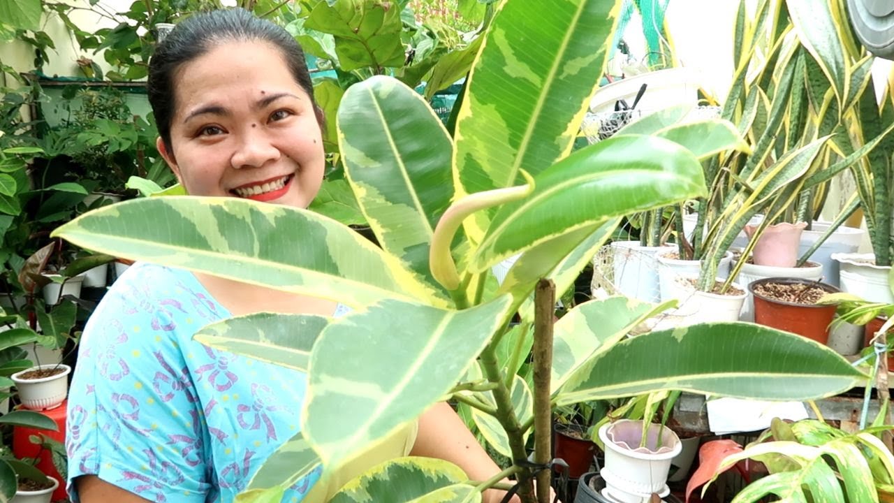 KUNIN NYO NA ANG LAST POT DOESCHERI BAGO PA TO TUMANGKAD😁 + OTHER ...